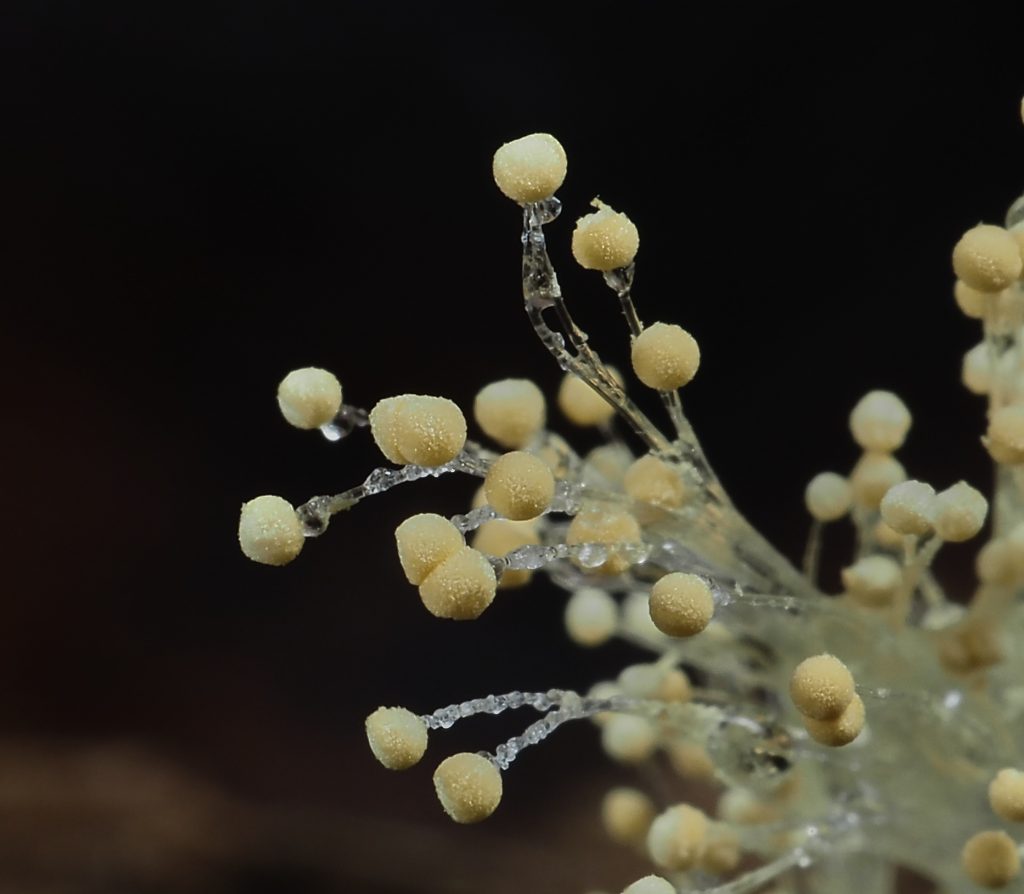 黃麴菌 Aspergillus flavus - Debbie's adventure 我的小天地