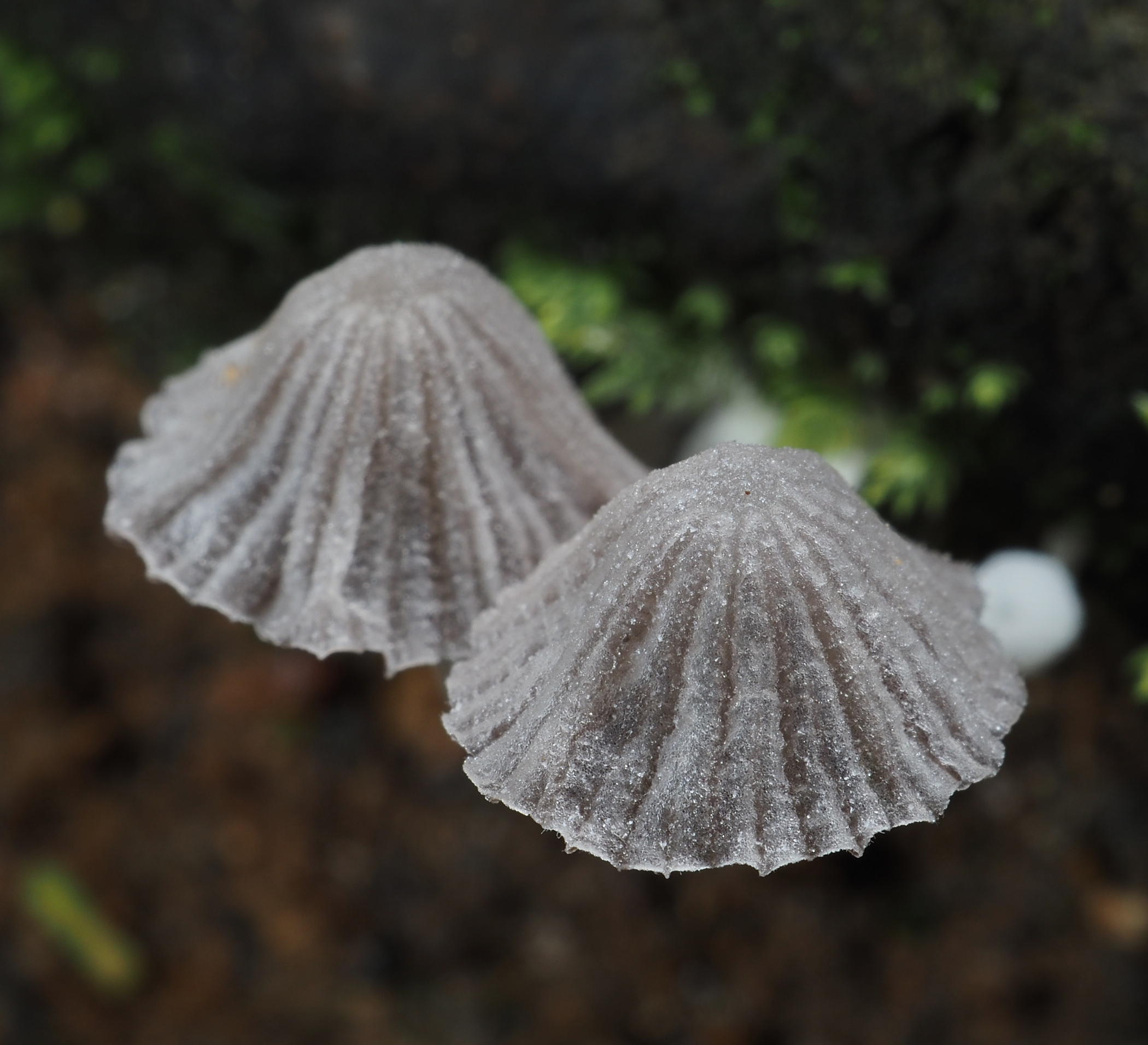 鬼傘屬 Coprinus sp. - Debbie's adventure 我的小天地
