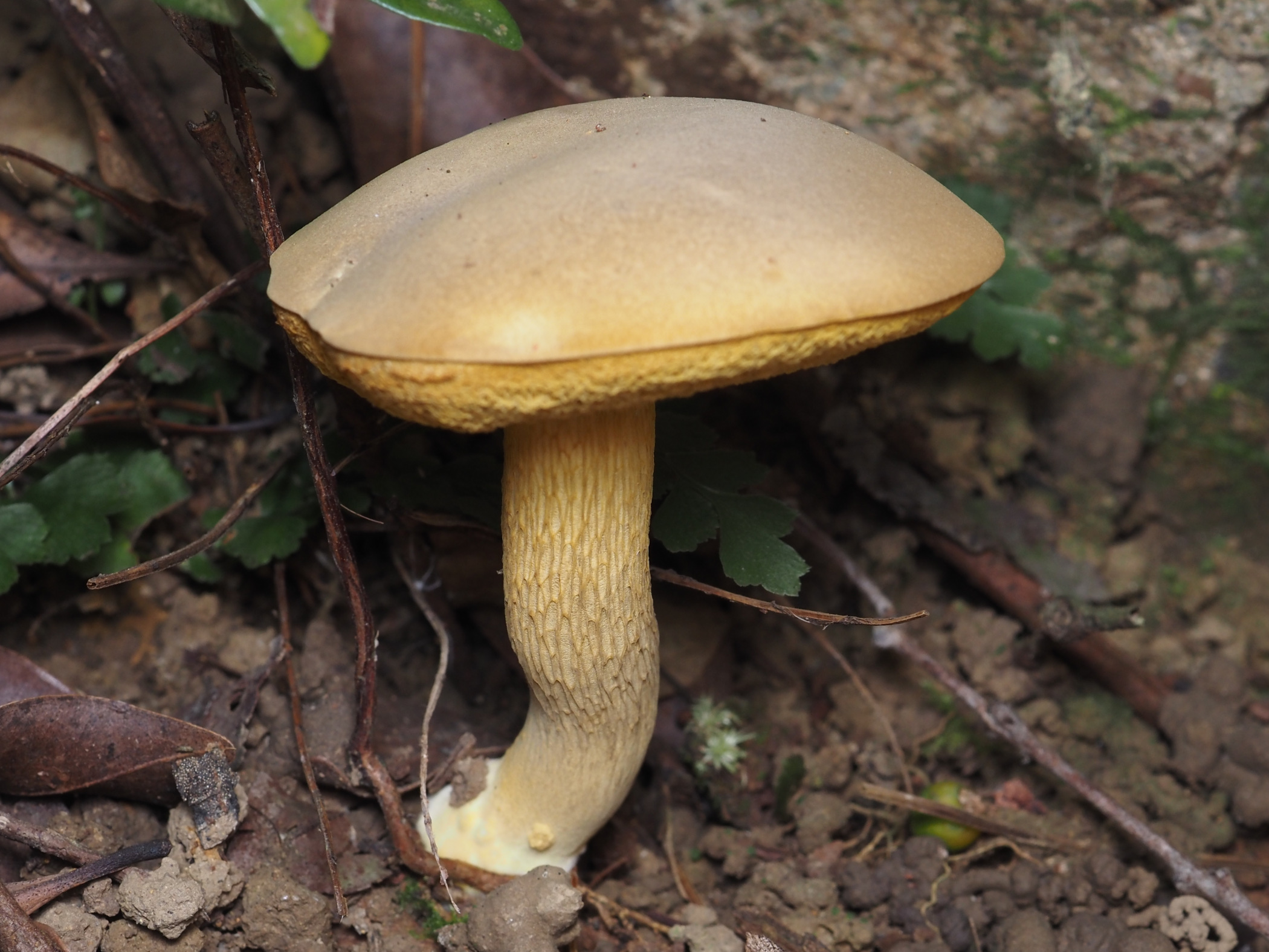 金黃網柄牛肝菌 Retiboletus ornatipes - Debbie's adventure 我的小天地