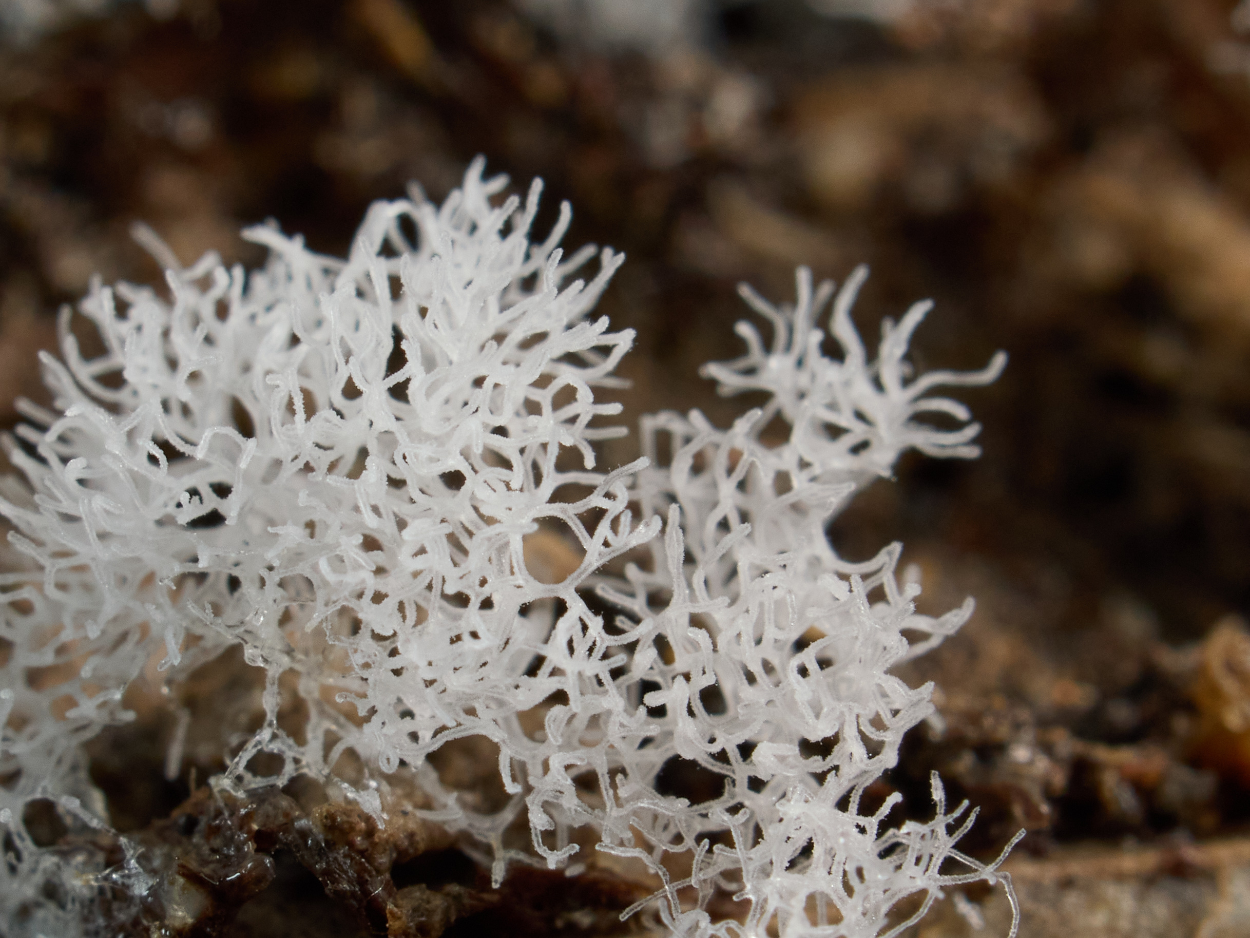 分枝鵝絨黏菌之曲折變種 Ceratiomyxa fruticulosa var. flexuosa - Debbie's adventure ...