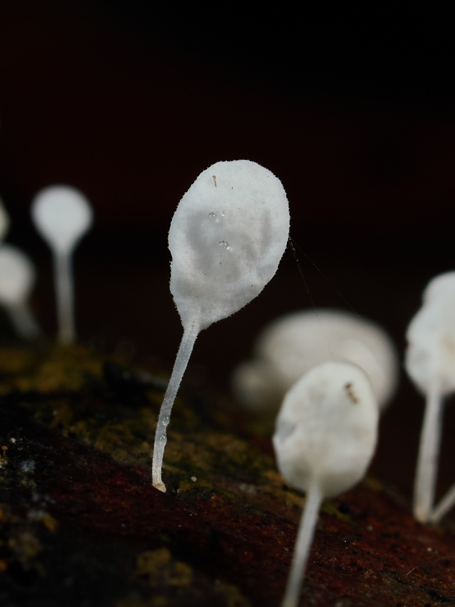 膨脹膨瑚菌 Physalacria inflata - Debbie's adventure 我的小天地