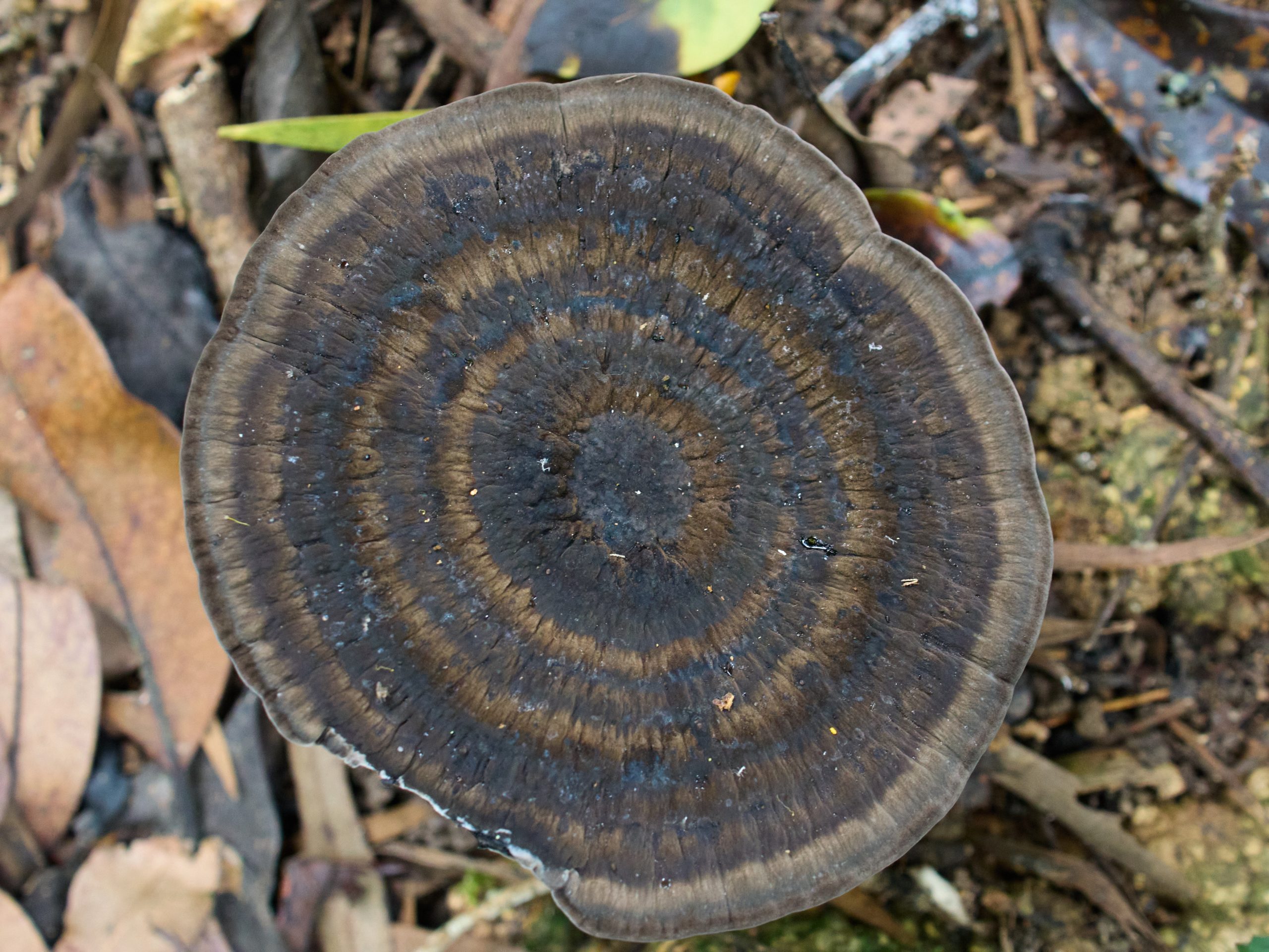 血芝 Sanguinoderma rugosum - Debbie's adventure 我的小天地