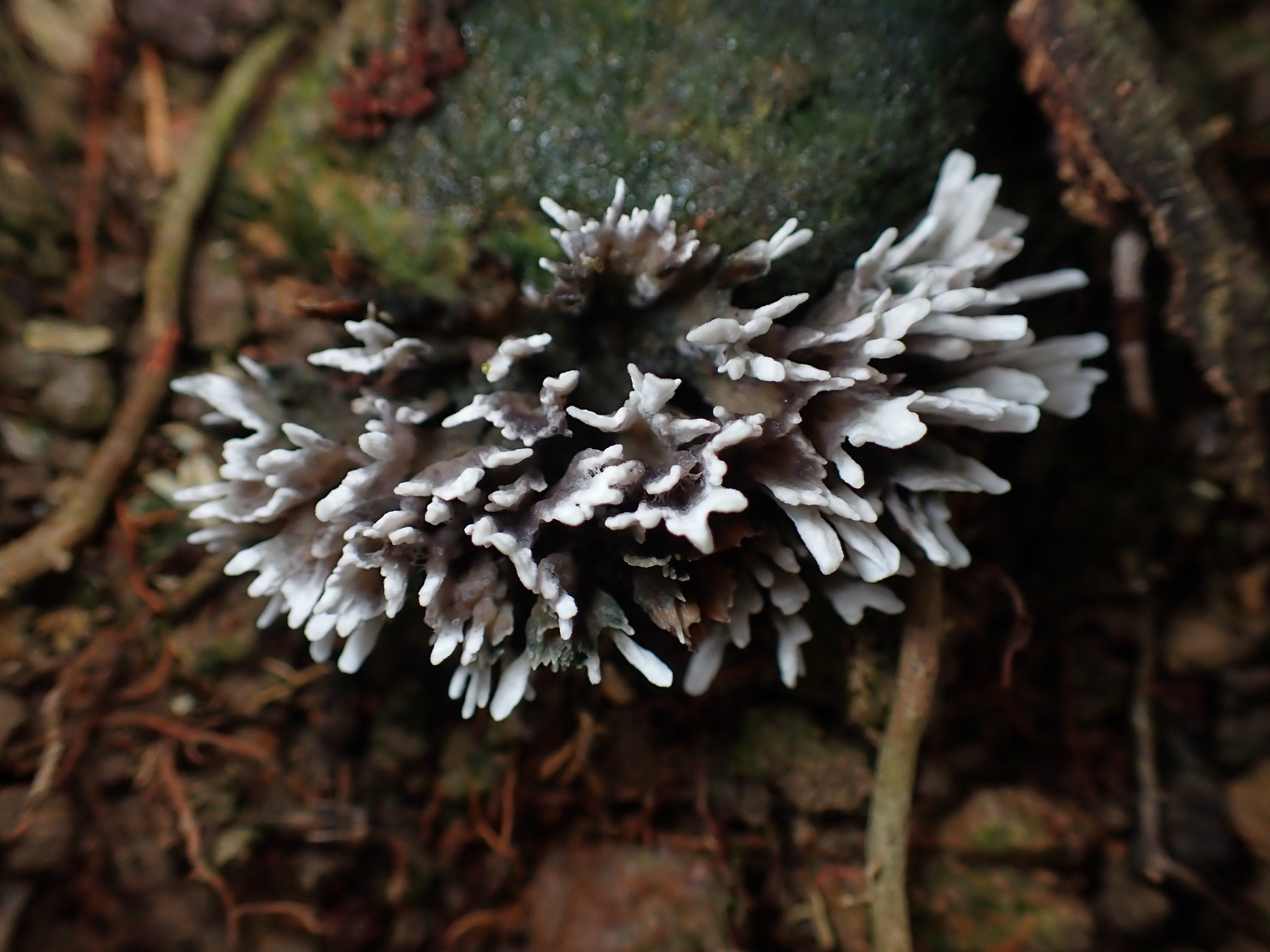 棕色革菌 Thelephora fuscella - Debbie's adventure 我的小天地