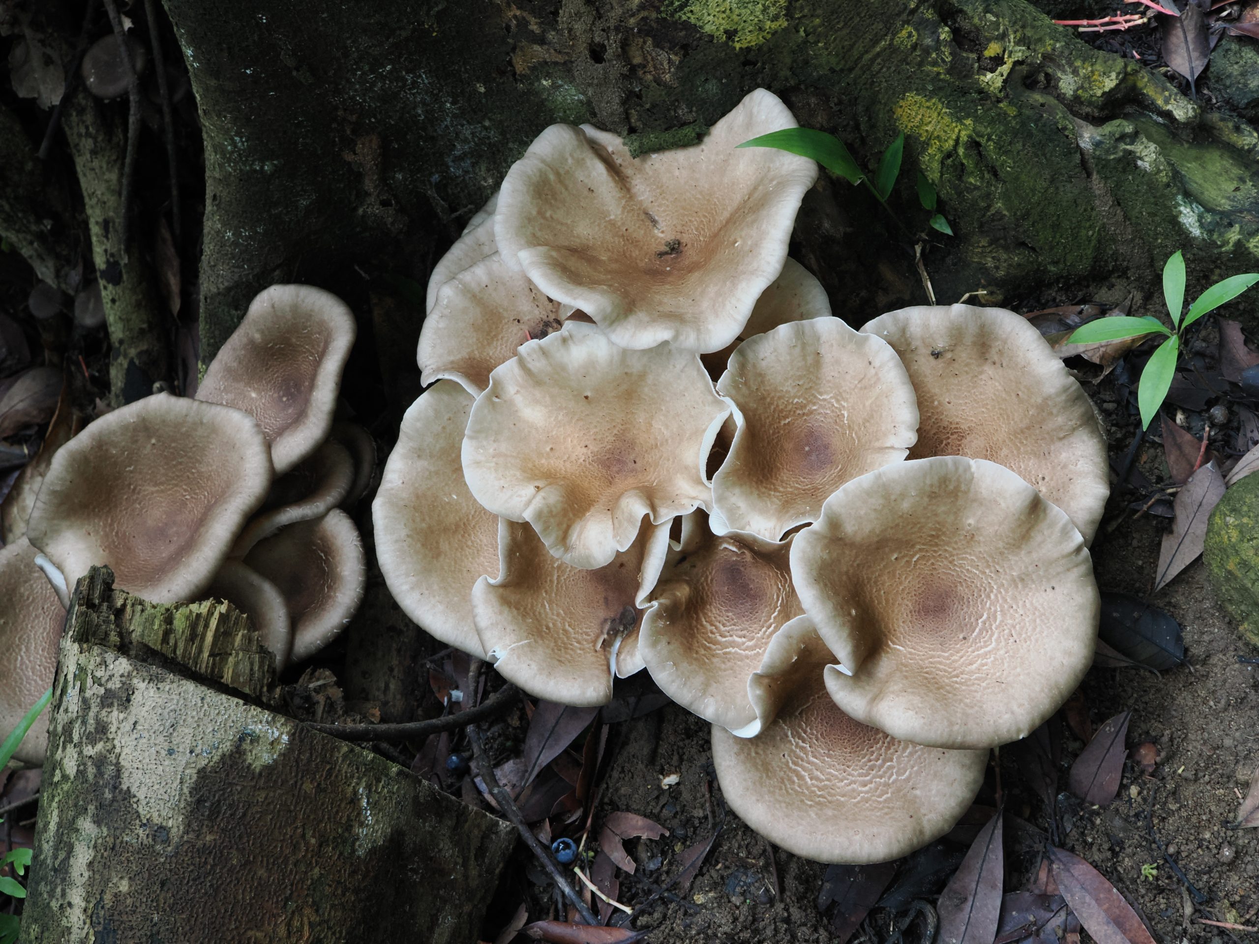 大革耳 Panus giganteus - Debbie's adventure 我的小天地