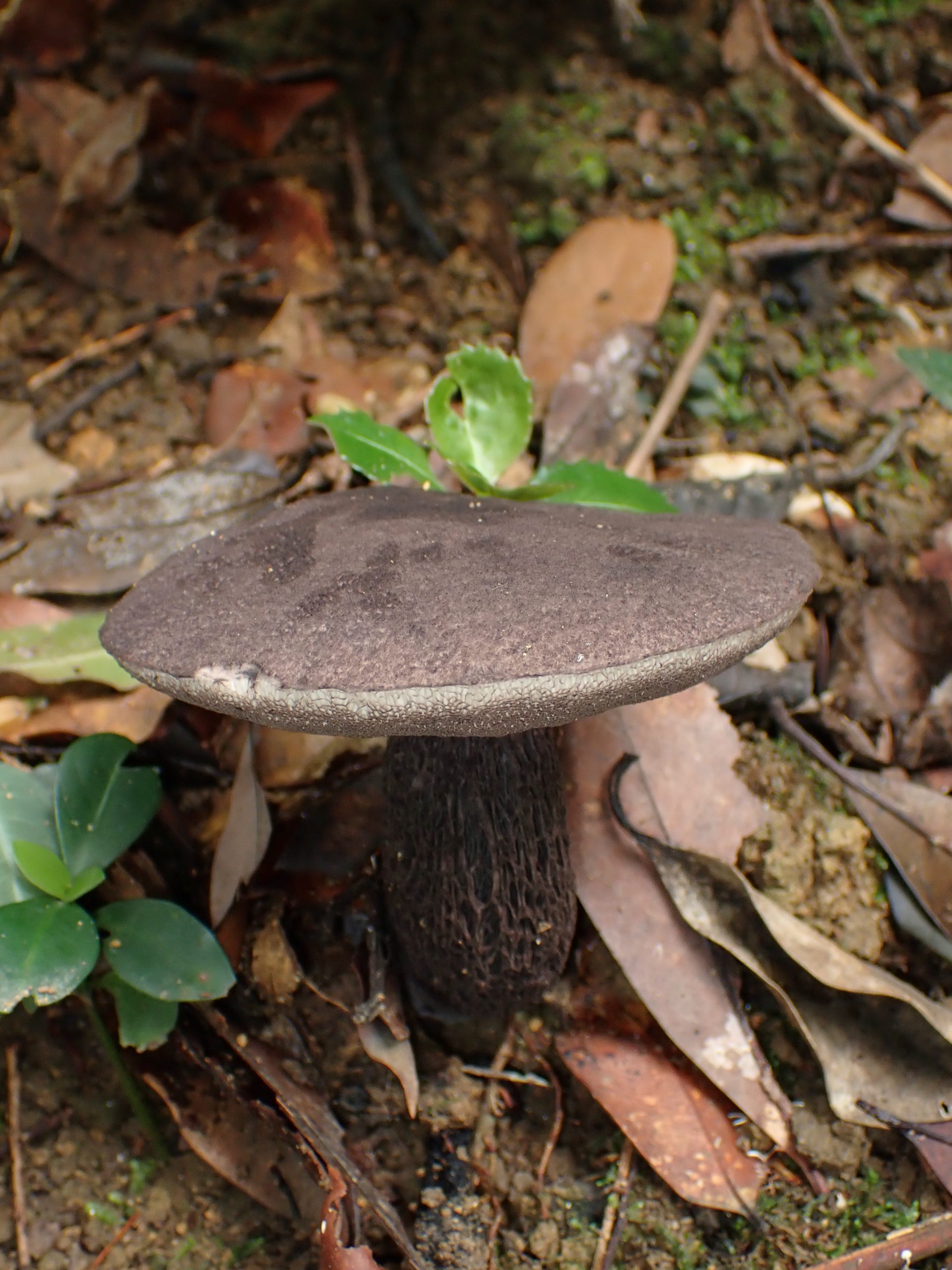 黑紫粉孢牛肝菌 Porphyrellus nigropurpureus - Debbie's adventure 我的小天地