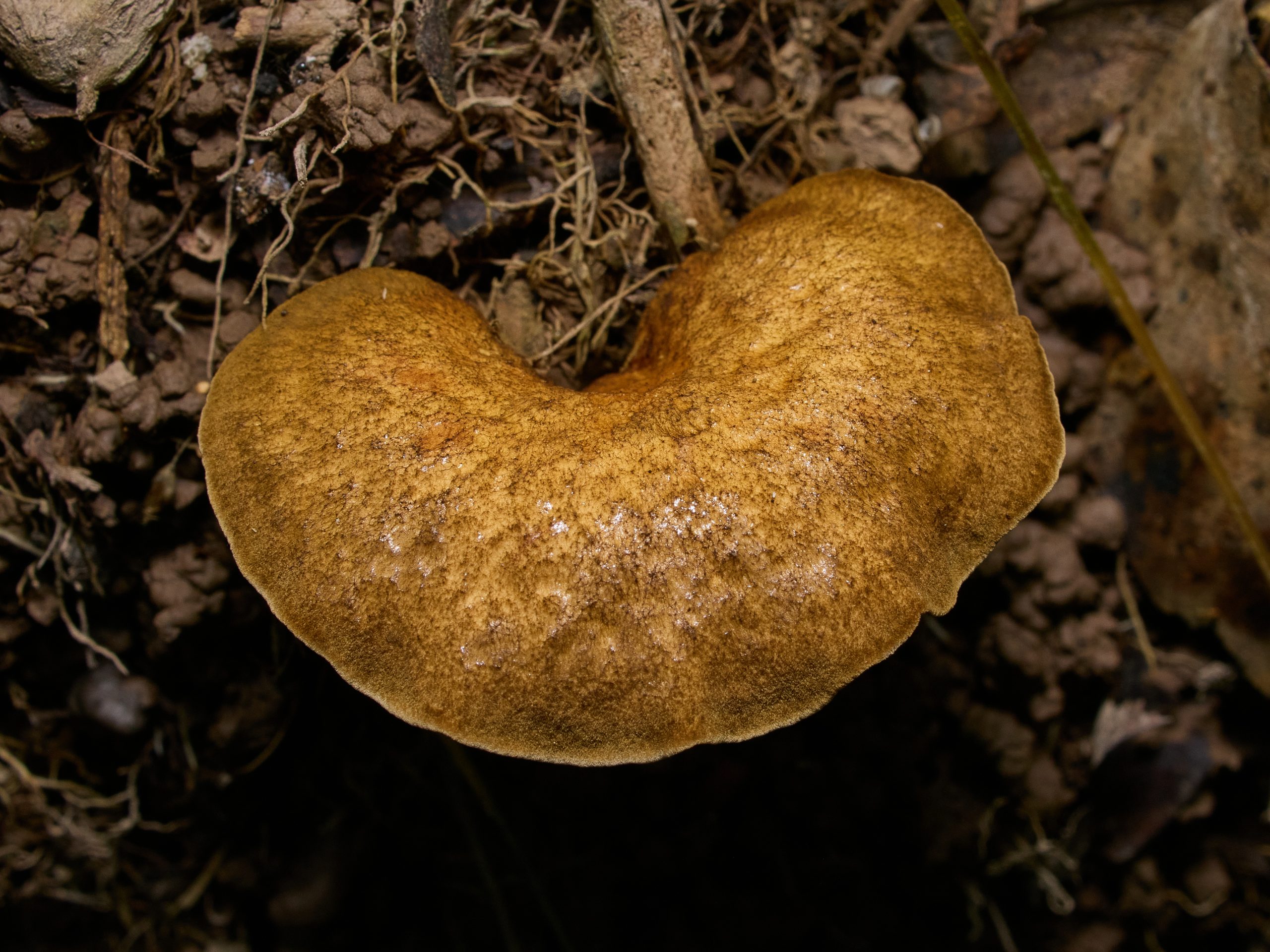 皺孔圓孢牛肝菌 Gyrodon merulioides - Debbie's adventure 我的小天地