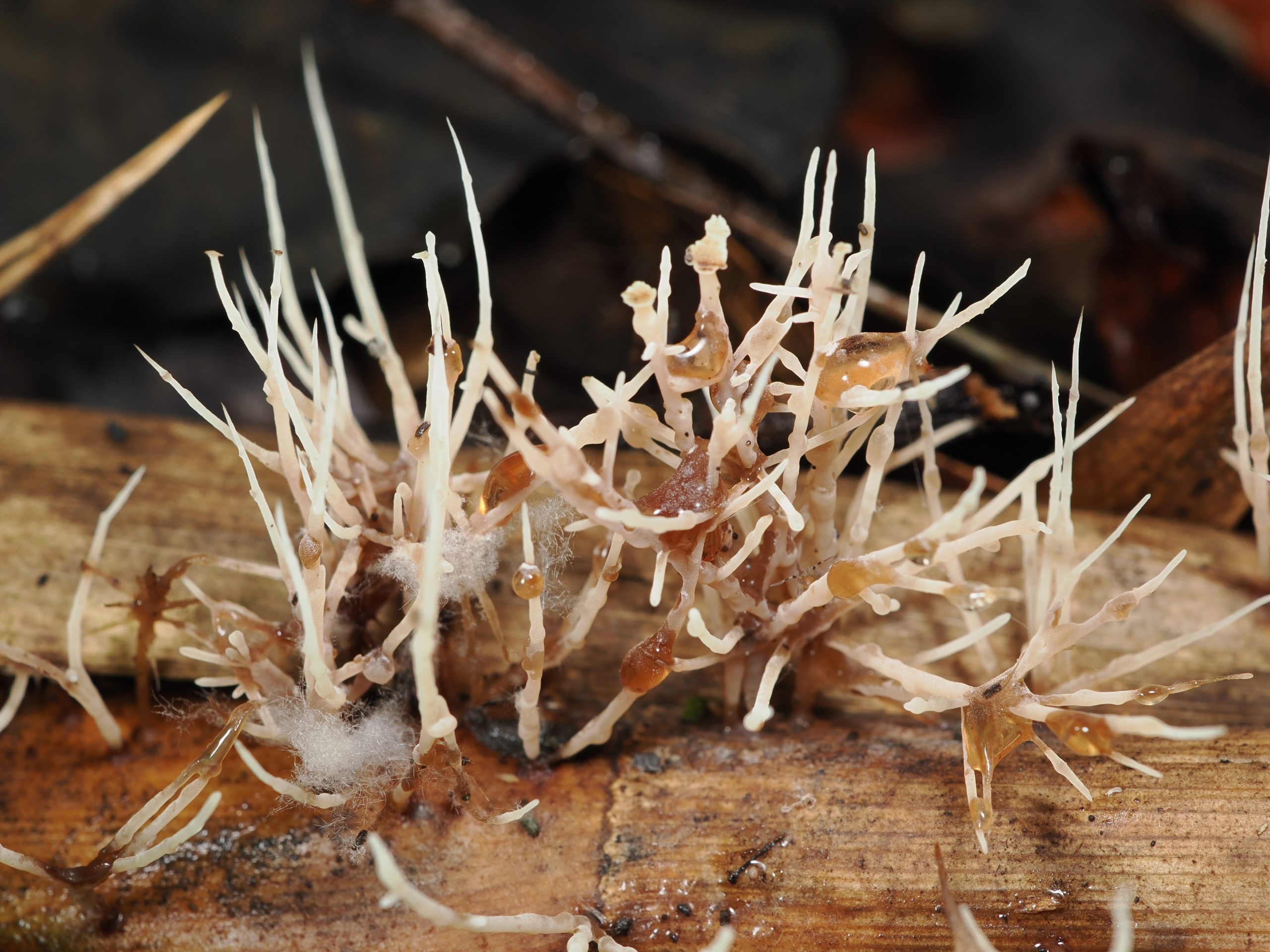 白鬚瑚菌 Pterula multifida - Debbie's adventure 我的小天地