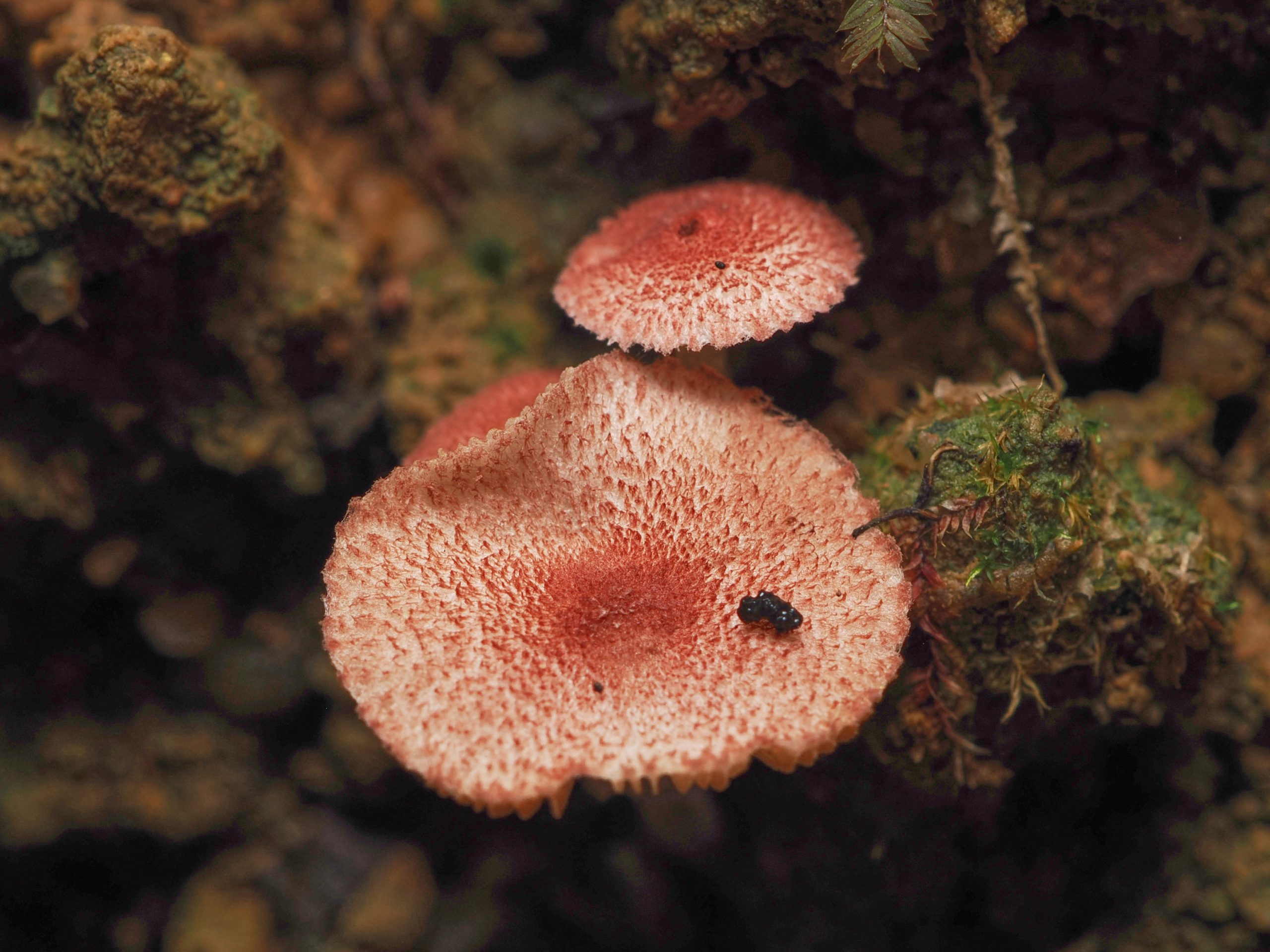 武夷山小蘑菇 Micropsalliota wuyishanensis - Debbie's adventure 我的小天地