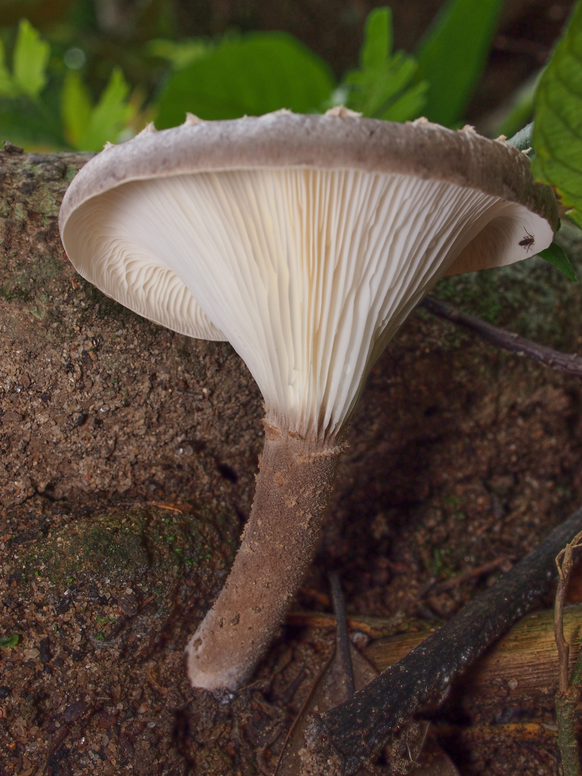 豬肚菌（巨大香菇、大杯香菇、大漏斗菌）Lentinus giganteus Berk. - Debbie's adventure 我的小天地
