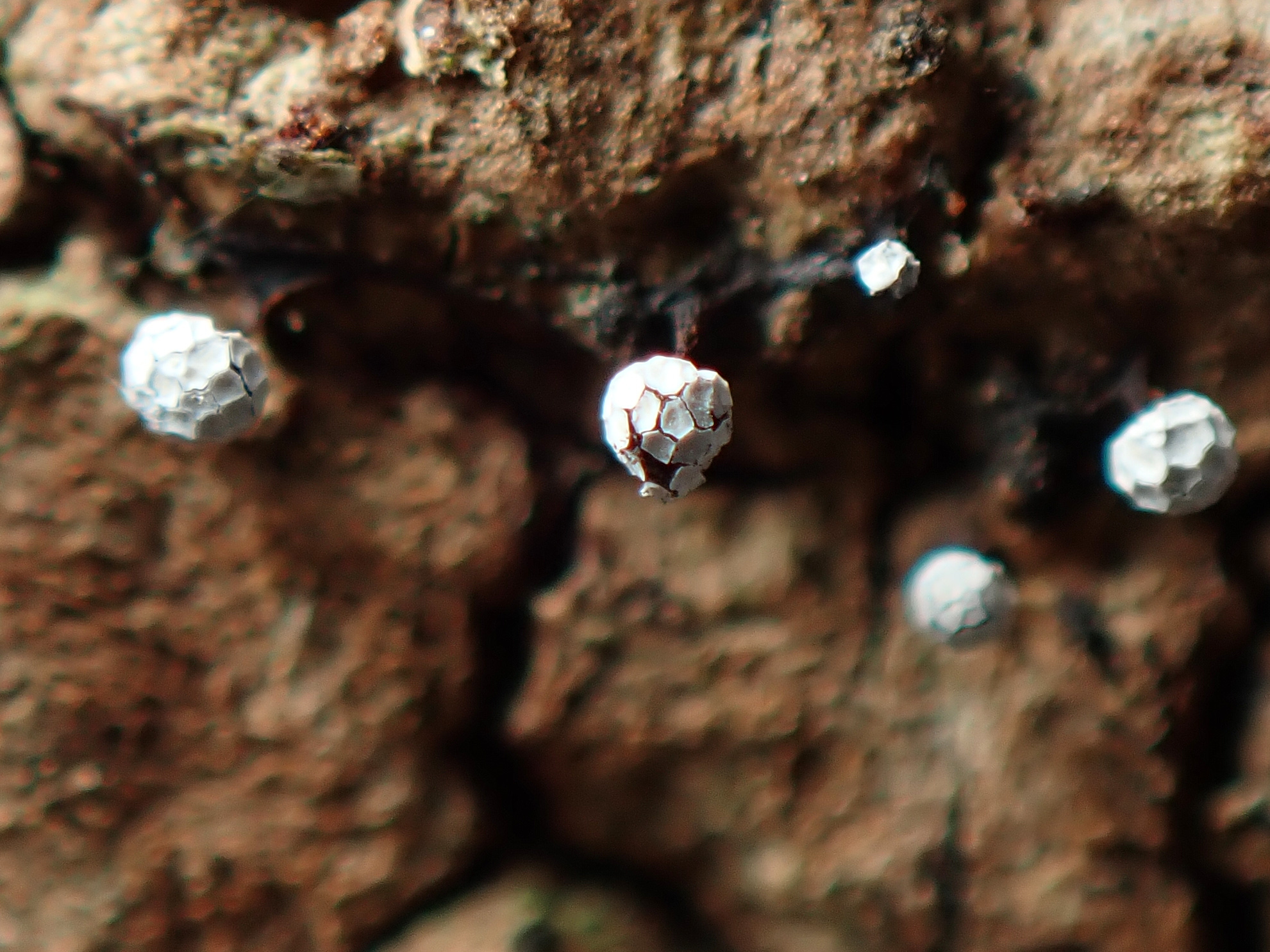 粗糙雙皮黏菌 Diderma rugosum - Debbie's adventure 我的小天地