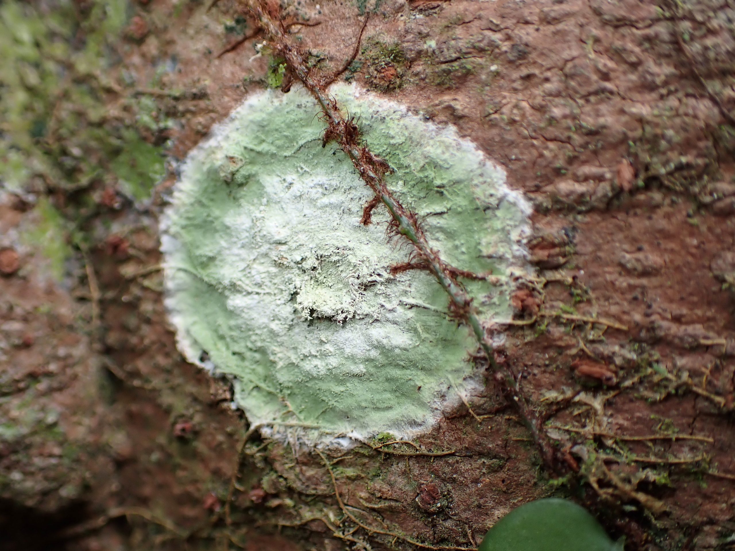 無彩輪衣 Cryptothecia scripta - Debbie's adventure 我的小天地