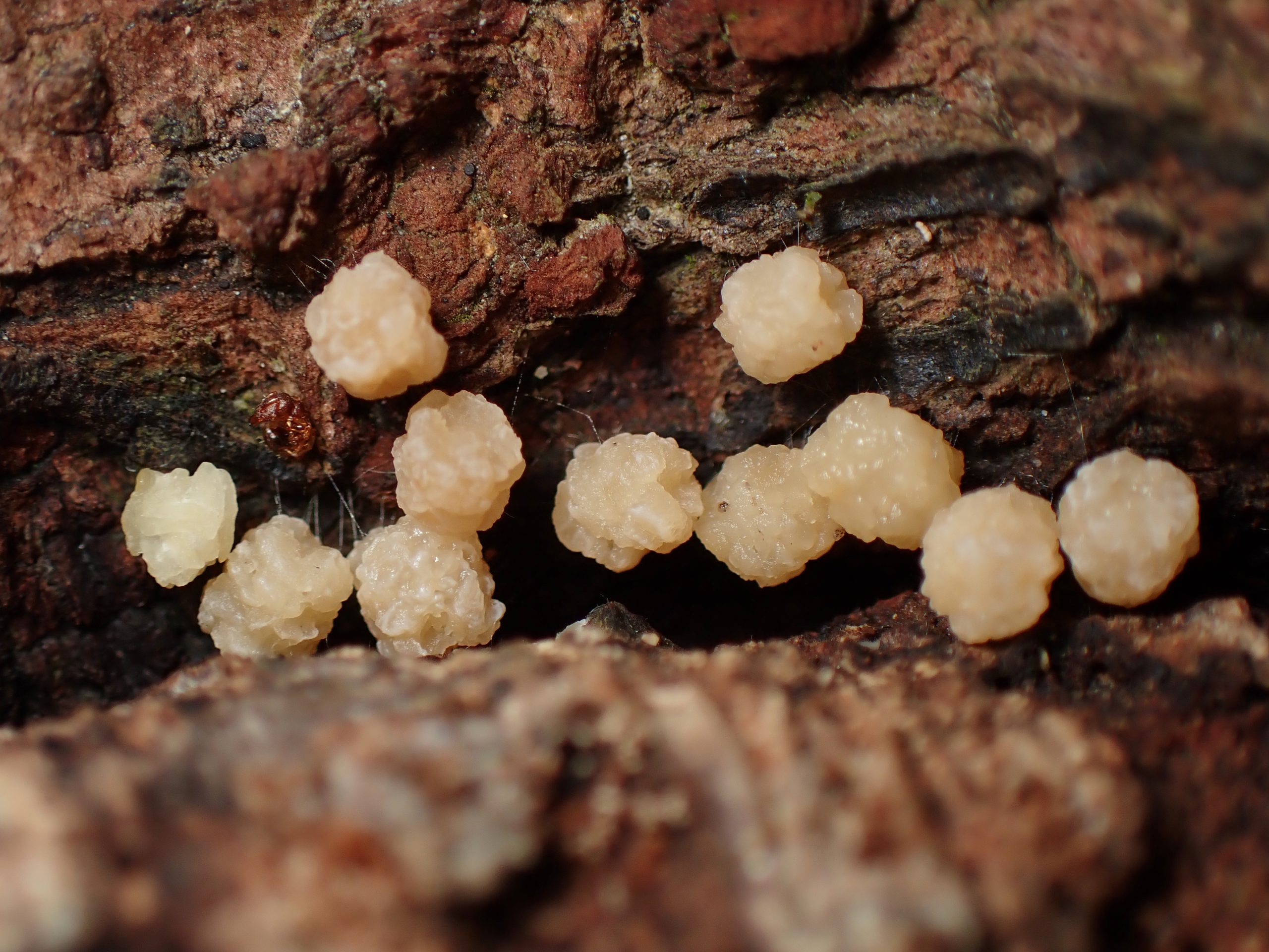 癭白殼菌 Albonectria rigidiuscula (Berk. & Broome) Rossman & Samuels ...